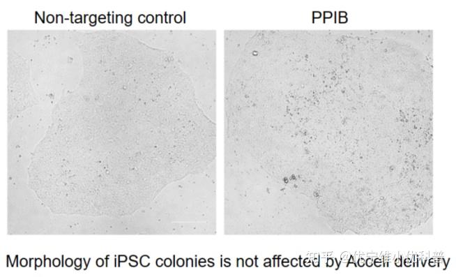 一招搞定T, NK, iPSC&3D spheroids RNAi - 知乎