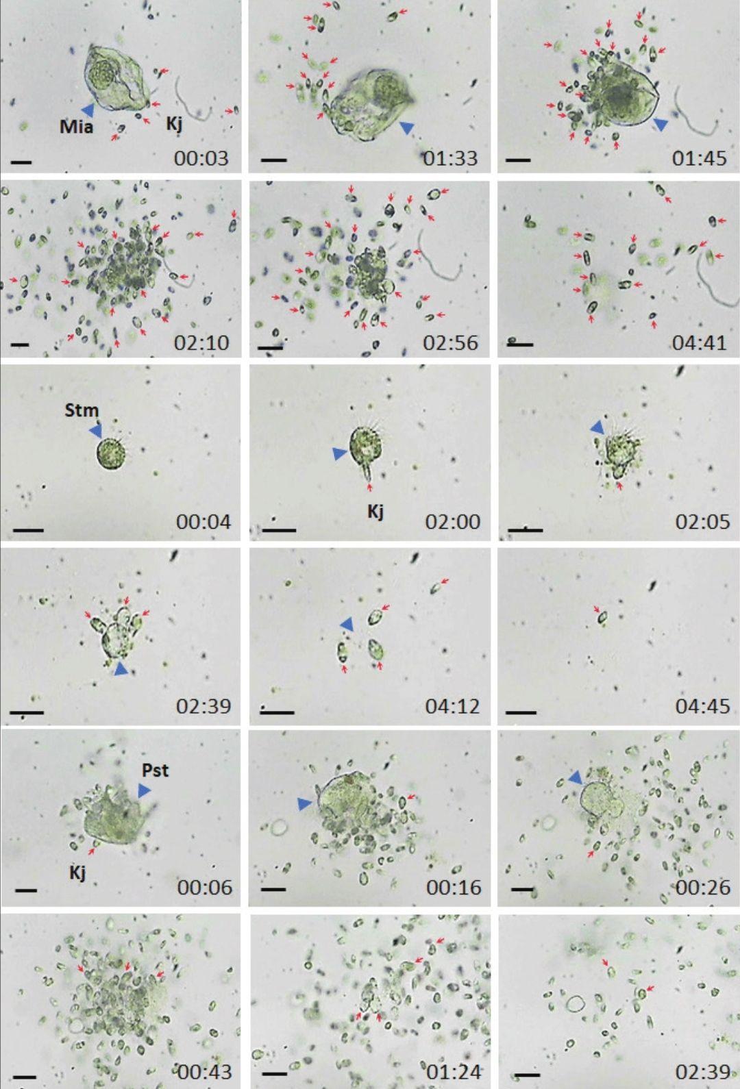 【古菌域全系列14】隐藻界Cryptista：隐于世间而影响世界 - 知乎