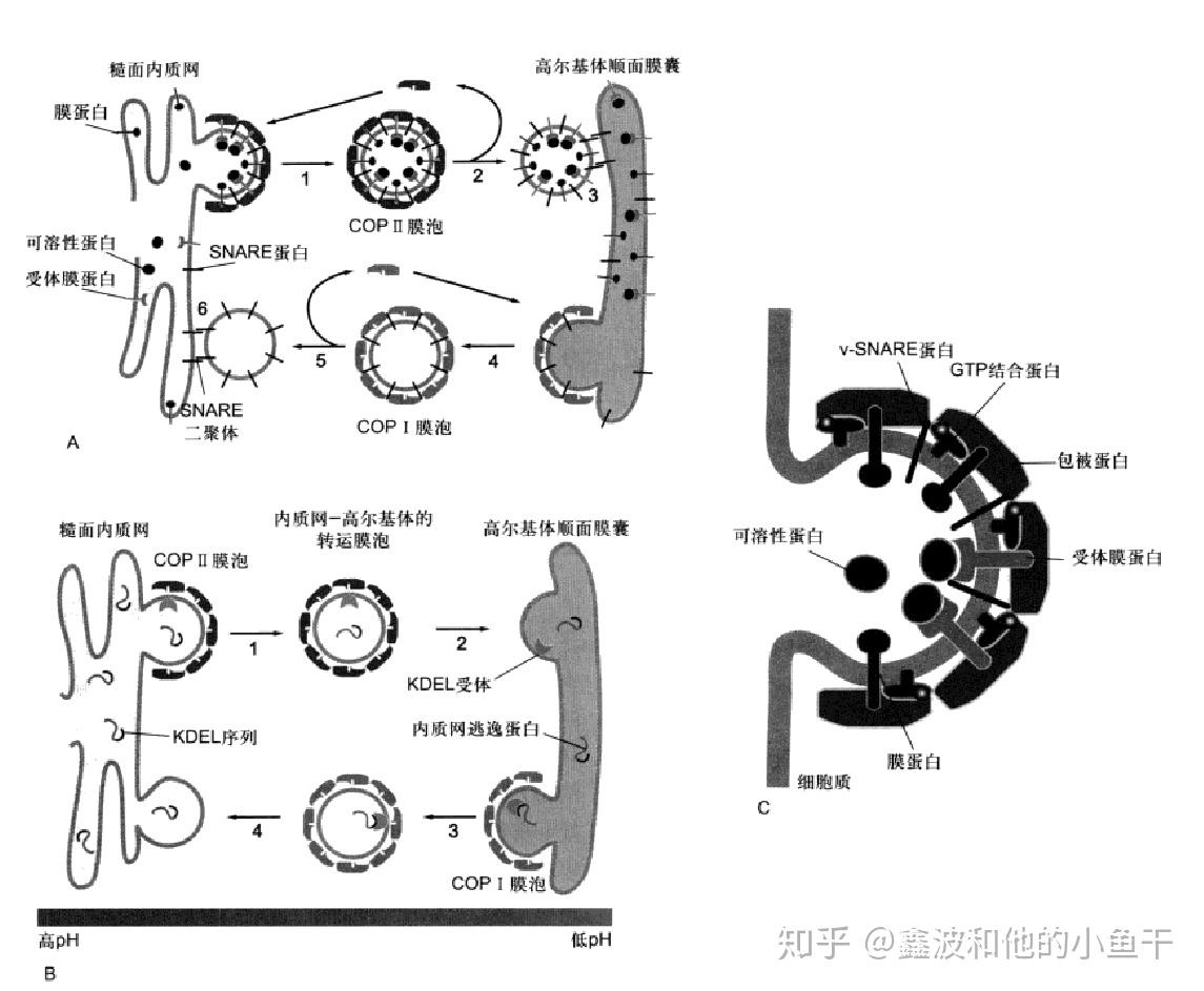 内质网和高尔基体的膜泡运输——膜泡的形成 - 知乎