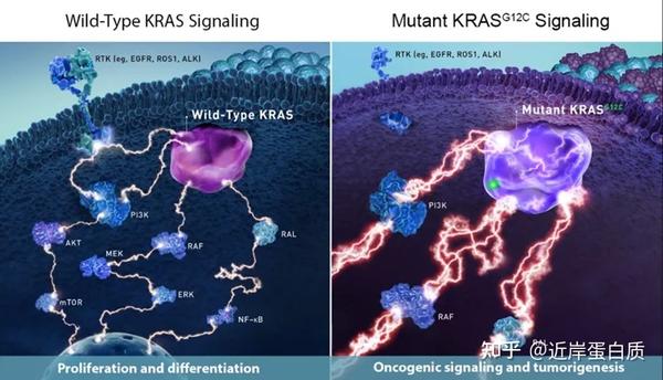 新突破：全球首款KRAS抑制剂获批上市，“不可成药”靶点新生！ - 知乎