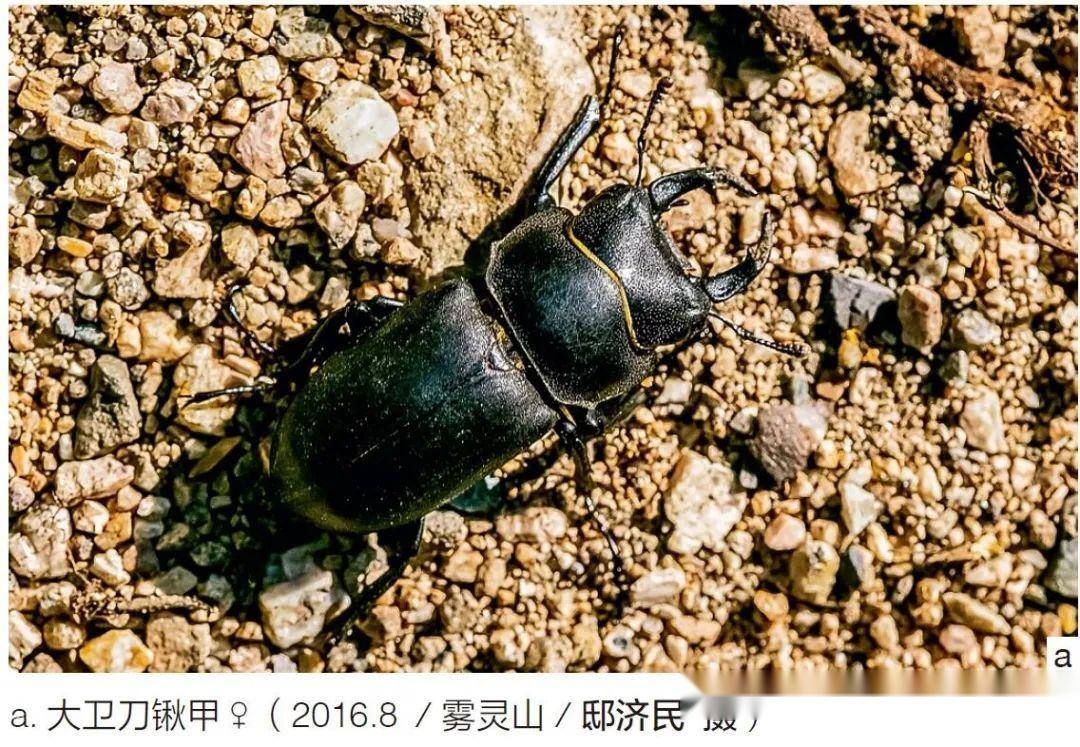 夏天的它们：认识夏虫（二） - 知乎