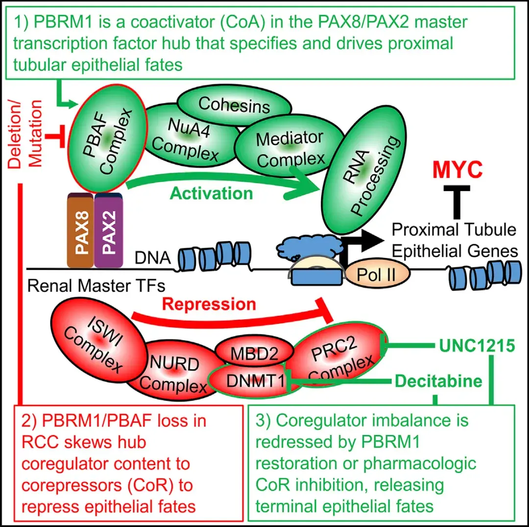 Cell Rep|Yogen Saunthararajah团队揭示肾癌中PBRM1缺失抑制近端小管分化的分子机制 - 知乎