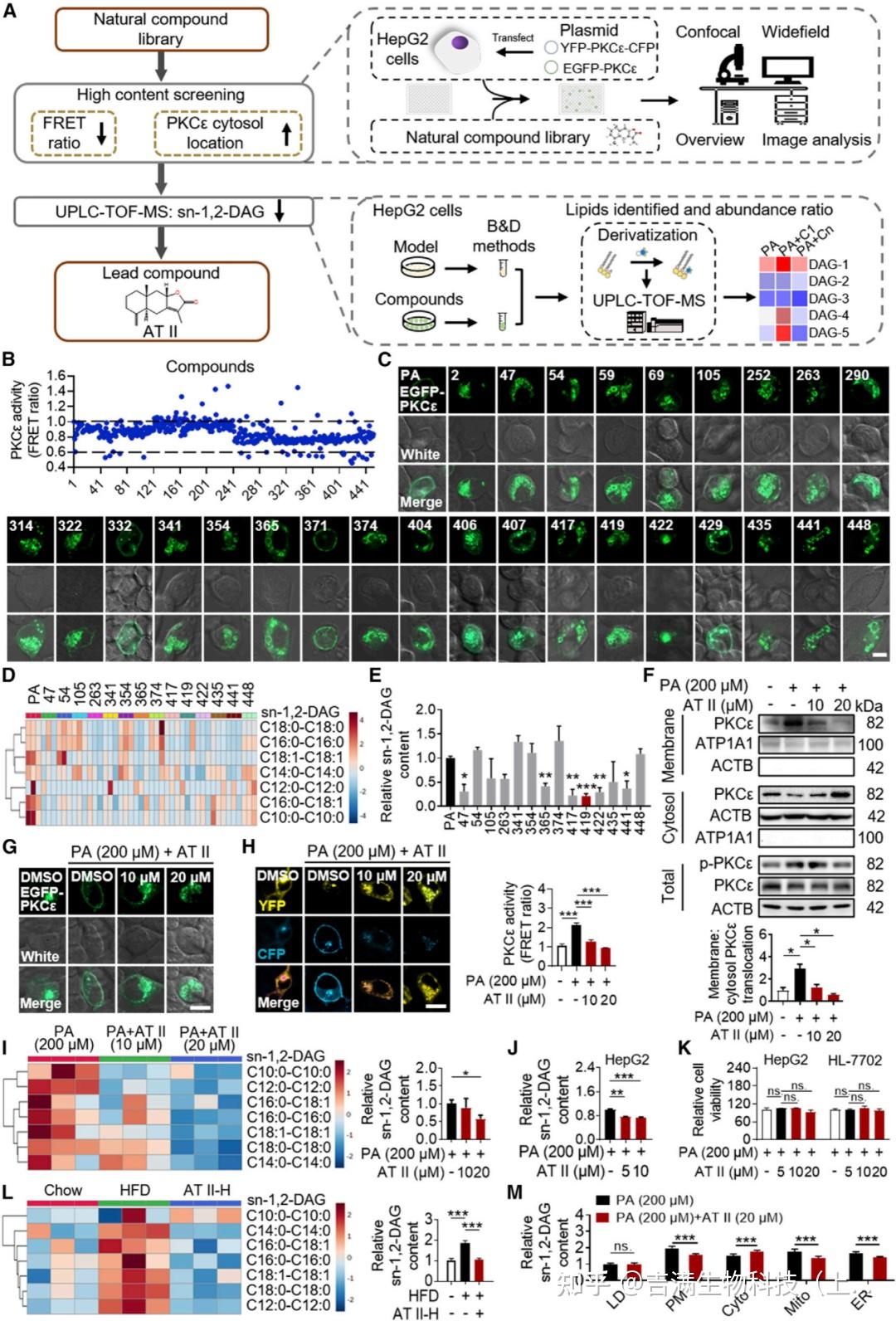 IF=31.3721 | 白术内酯II可激活DGKQ抑制sn-1,2-DAG-PKCε信号轴改善胰岛素抵抗 - 知乎
