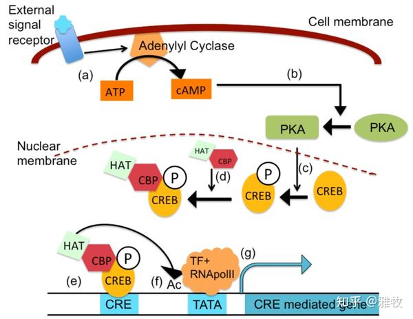 mechanism-of-brain-aging-and-methods-of-reversing-brain-aging