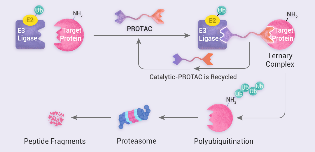 PROTAC——小分子化合物 | MedChemExpress - 知乎
