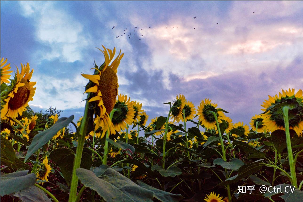 Depth Anything V2：更稳健、精细的单目深度估计 - 知乎