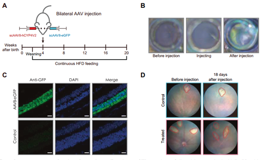 老病新解结晶样视网膜变性（BCD）——基因治疗的光明使者VGR-R01 - 知乎