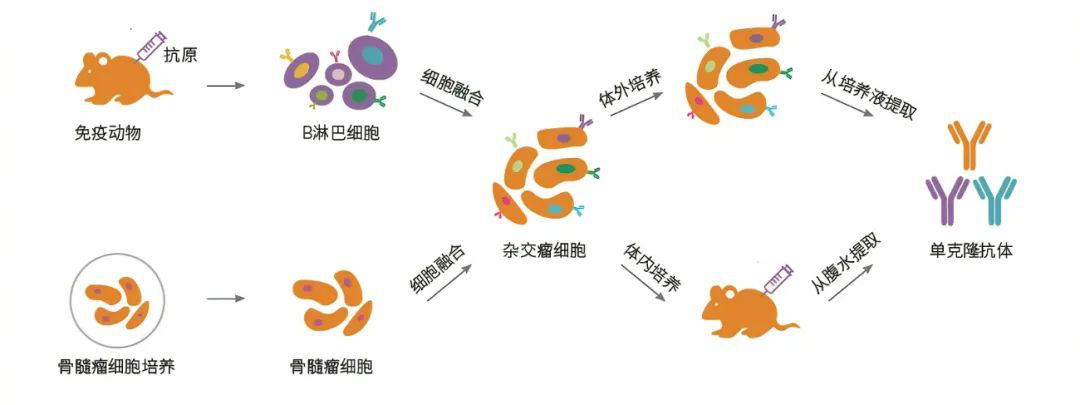 首款犬的单克隆抗体获批！犬单抗是怎样炼成的？ 知乎