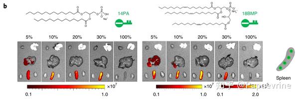 选择性器官靶向（SORT）纳米粒子用于组织特异性mRNA递送和CRISPR/Cas基因编辑（2021.09.07） - 知乎