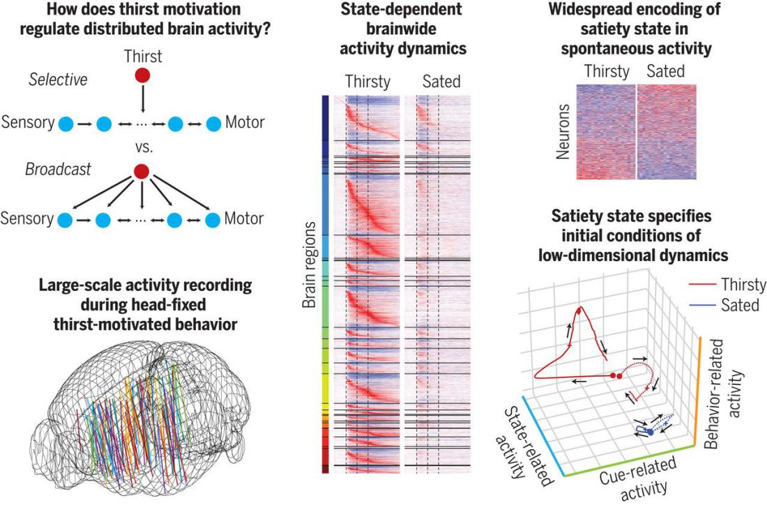 Nature | 全脑大规模电生理记录揭示大脑编码行动及选择的工作原则 - 知乎