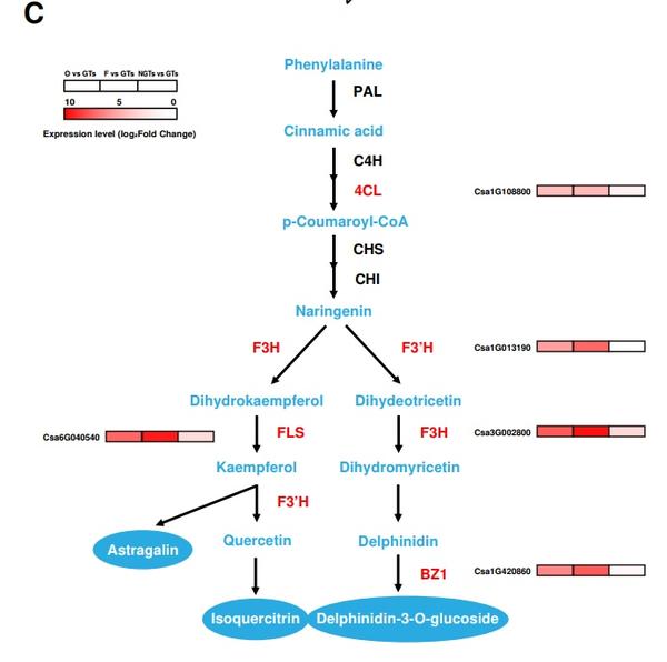 【Plant Physiol】一些新的基因可参与黄瓜腺毛器官发生和类黄酮生物合成 - 知乎