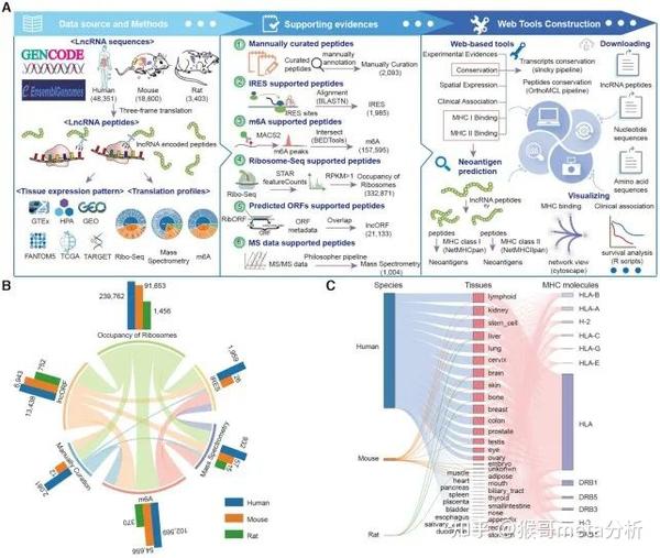 网页开发：影响因子19分TransLnc：可翻译 lncRNA 的综合资源扩展了免疫肽组 - 知乎