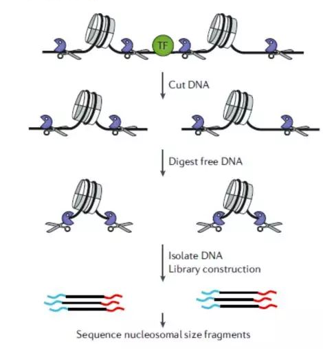 MNase-seq,ATAC-seq,DNase-seq - 知乎