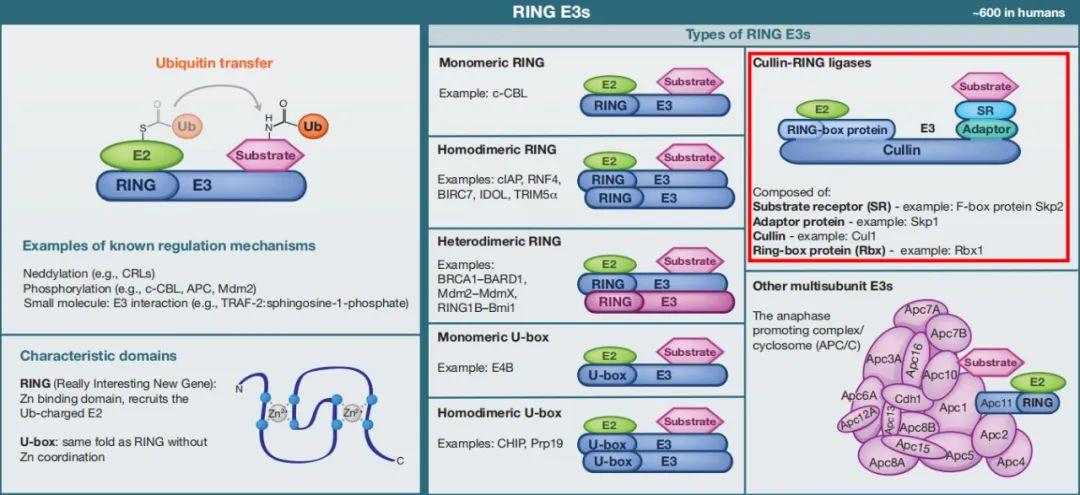 三个蛋白之间的关系如何研究？（二） - 知乎
