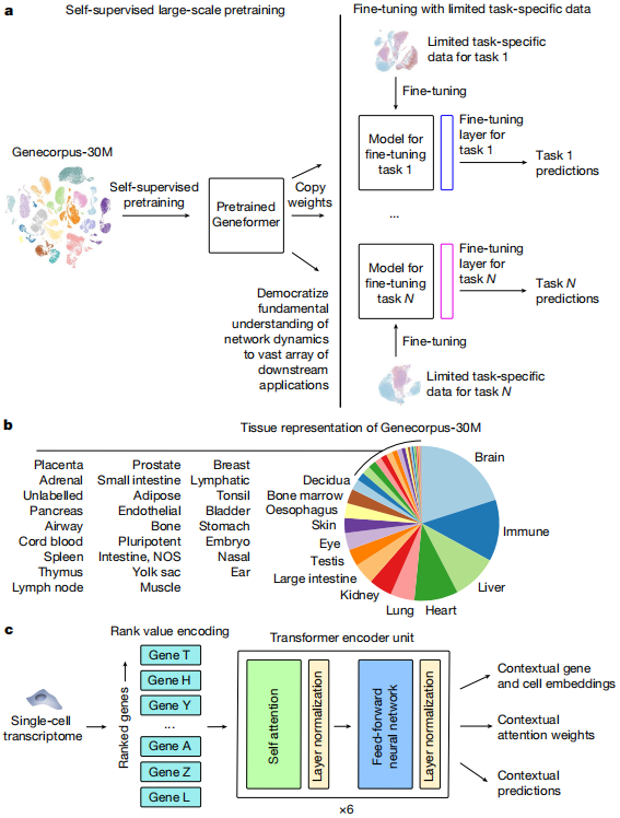 Nature | 数据有限也能预测药物靶点，开源模型Geneformer显著改善基因网络校正疗法 - 知乎