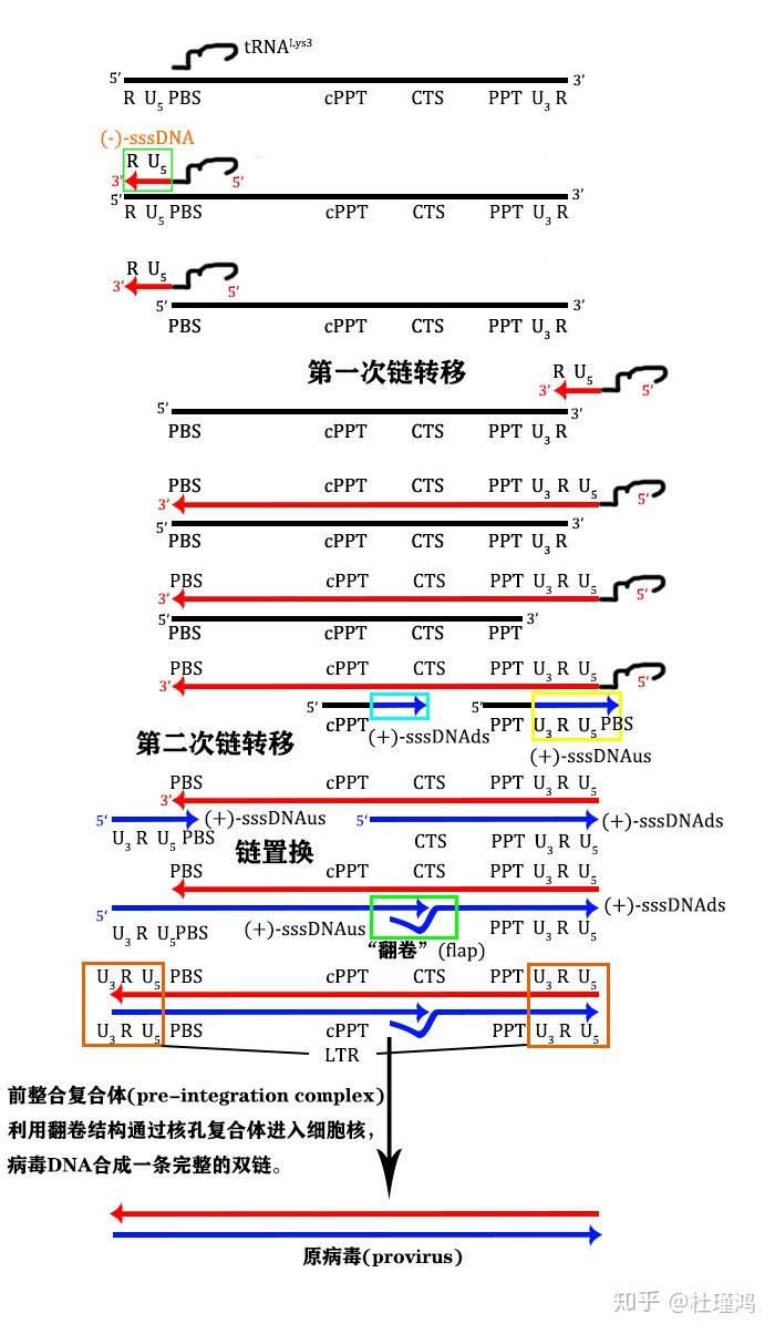 HIV：“不致死的致死病毒”(2)：HIV复制的早期阶段 - 知乎