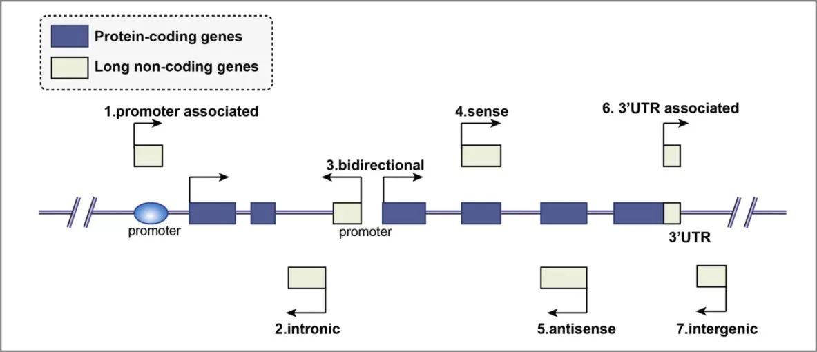 与食管癌相关的LncRNA：食管癌的LncRNA调控机制总结 - 知乎