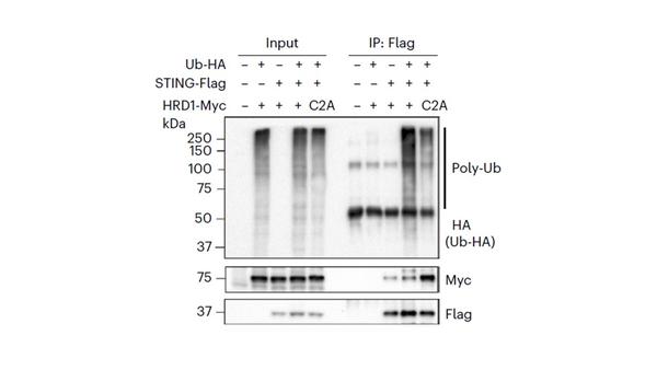蛋白被E3ligase泛素化可以做哪些实验 - 知乎