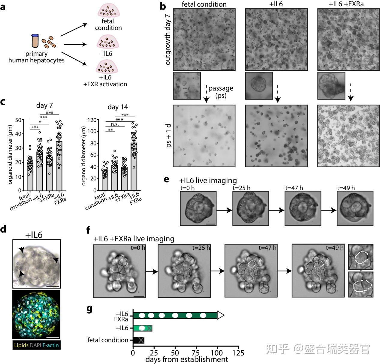 Hans Clevers团队通过类器官模型解析肝细胞有丝分裂与代谢特性 - 知乎