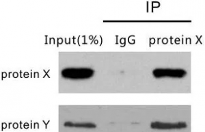 这些常见的IP/Co-IP问题你应该了解一下 - 知乎