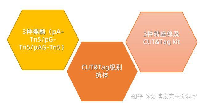 Nature文献解读 | 揭开单细胞CUT&Tag（scCUT&Tag）的神秘面纱！ - 知乎
