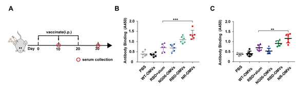 iScience︱叶邦策团队发表改造益生菌外膜囊泡高效递送新冠病毒抗原，为疫苗开发提供新思路 - 知乎
