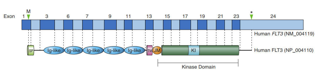 杰论系列 | FLT3基因突变与AML治疗 - 知乎