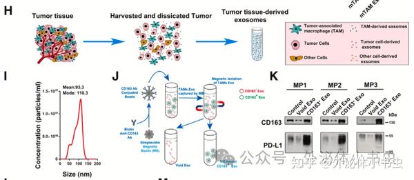 文献分享【Cell Rep.】巨噬细胞来源外泌体携带PD-L1导致肿瘤免疫抑制 - 知乎