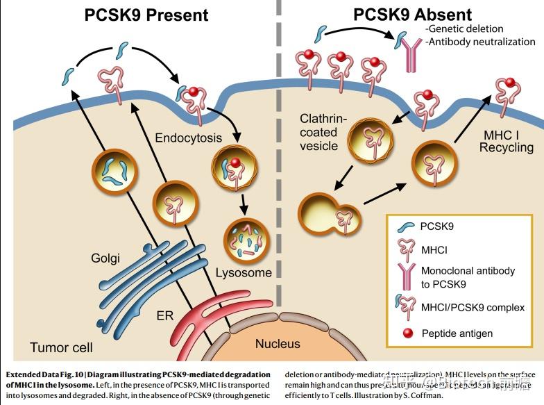 药讯丨PCSK9不仅降血脂、联合PD-1抗肿瘤进入临床II期 - 知乎
