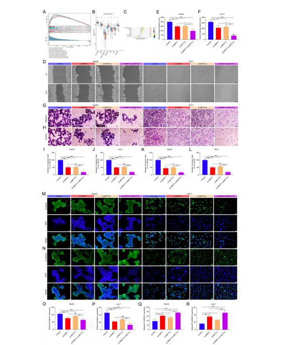 Mol Can ｜ 根据5mC/m6A多组学EME打分预测肝癌进展和潜在靶点 - 知乎