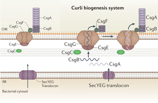 细菌的分泌系统 - 知乎