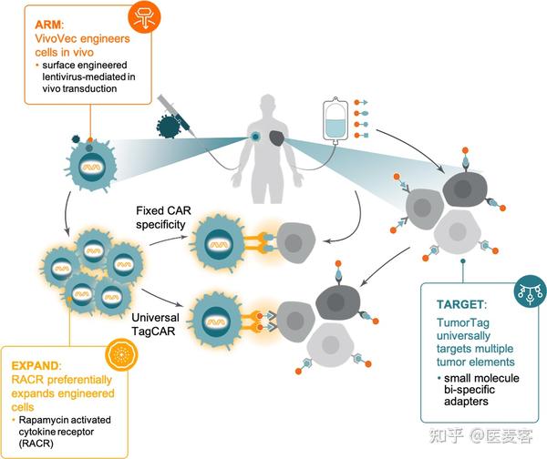 诱导CAR-T提高持久性！工程化iPSC应用领域新进展 - 知乎