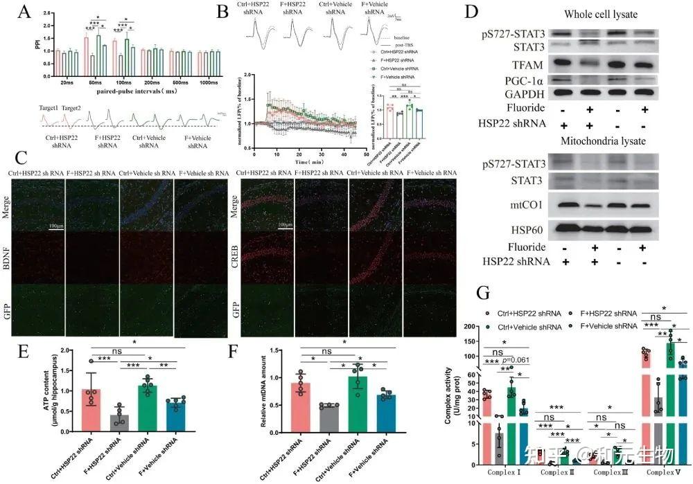 J Hazard Mater | 四川农业大学倪学勤团队揭示长期氟暴露所致空间记忆损伤的分子机制 - 知乎