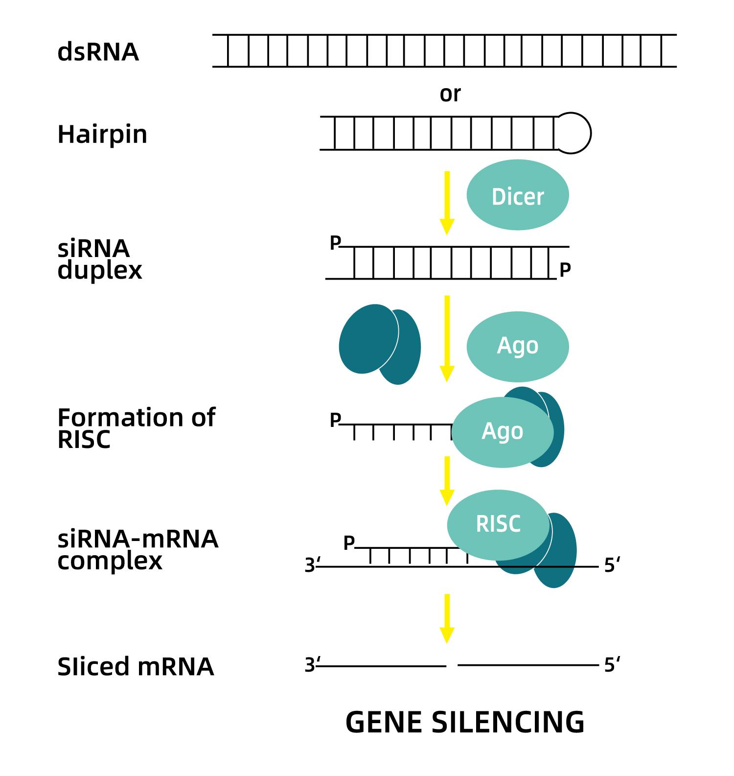 庆祝RNAi技术25周年：昆虫科学的贡献与挑战 - 知乎