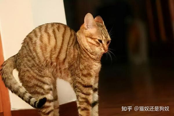 原来猫咪 拱背”，有这几种意思 知乎