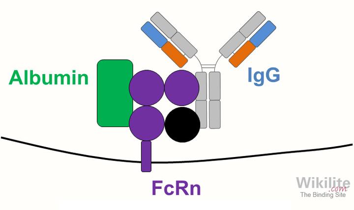 靶向新生儿Fc受体：FcRn - 知乎