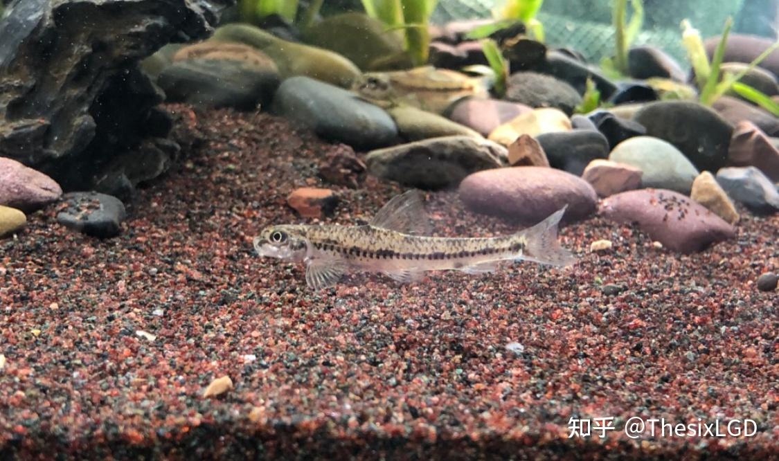 南京地区原生鱼虾等资源整理 - 知乎