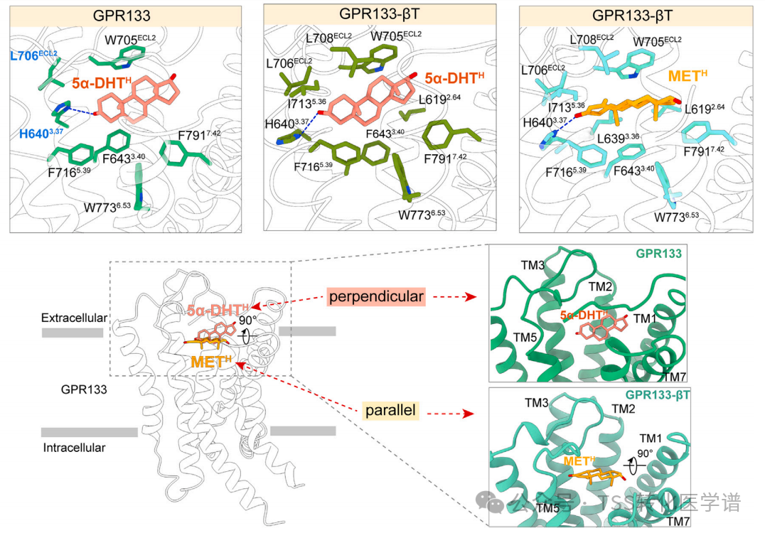 【Cell】雄激素新型GPCR受体GPR133的鉴定与基于结构的激动剂筛选 - 知乎