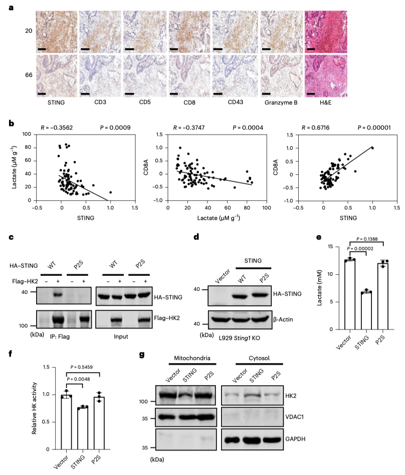 Nature Cell Biology丨STING 是一种细胞内在代谢检查点，通过靶向 HK2 来限制有氧糖酵解 - 知乎