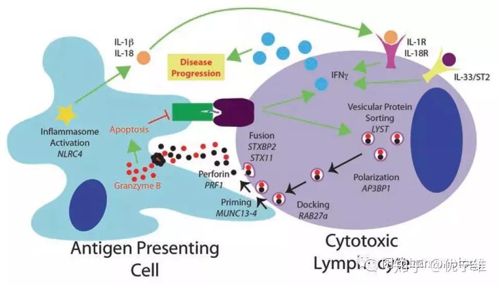 细胞因子Cytokine的机制与胞内流式检测 - 知乎