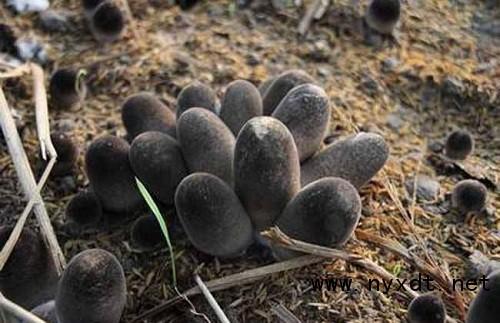 农业技术：草菇栽培管理技术及虫害采收 - 知乎