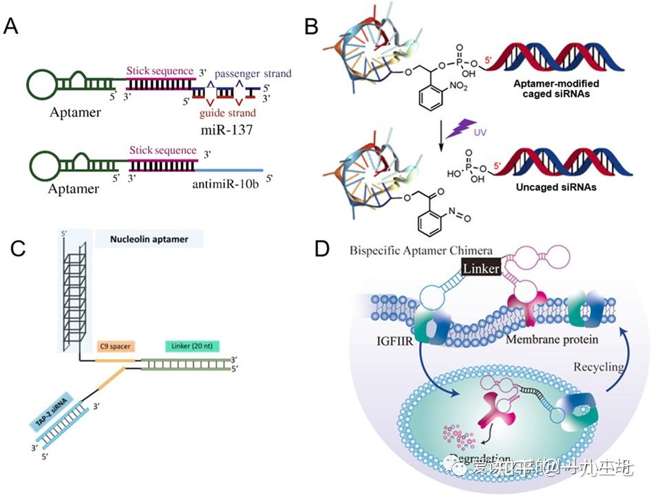 核酸适体偶联药物（ApDC）在肿瘤治疗中的最新进展 - 知乎