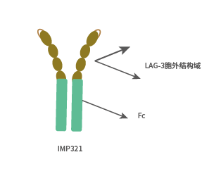 LAG-3靶点机制和研究进展 - 知乎