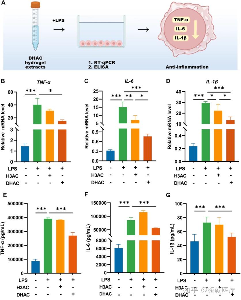 《Acta Biomater.》用于骨再生的ROS响应水凝胶：可控释放富马酸二甲酯 - 知乎