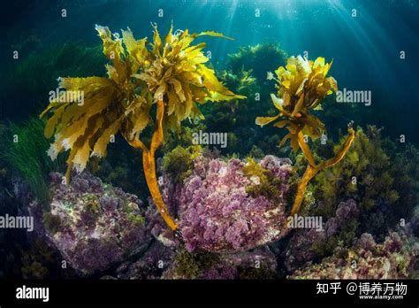 海带目Laminariales:壮丽巨藻，海中森林的创建者 - 知乎