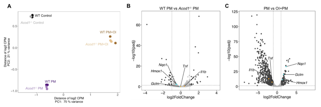 eLife丨内源性衣康酸不发挥抗炎抗氧化应急作用，外源性衣康酸发挥的抗炎作用不依赖Nrf2 - 知乎