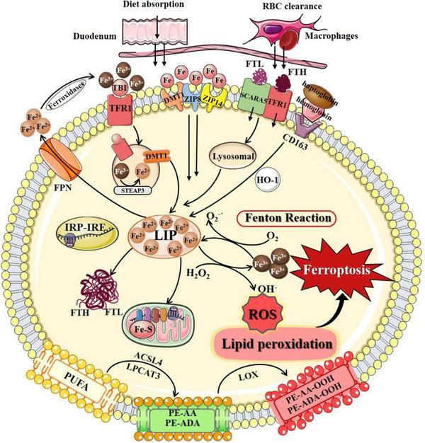 Front.aging neurosci-神经退行性疾病中的氧化还原调节和信号 - 知乎