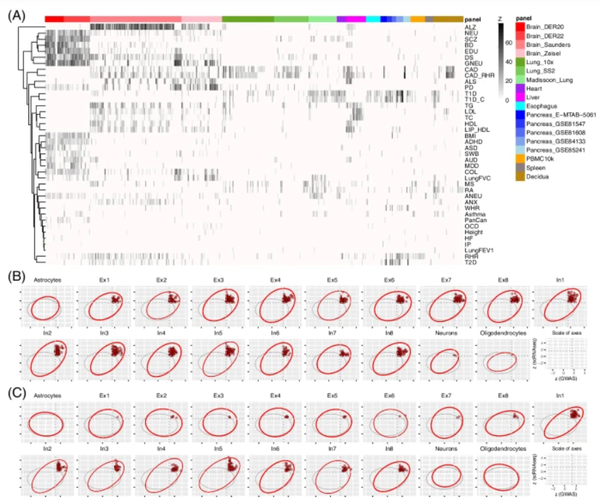 Genome Biol | scRNA-seq辅助分析新方法scGWAS，揭示性状-细胞类型关联图谱 - 知乎