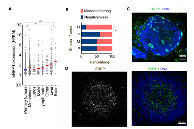 PD-1抗体“新搭档”——ENPP1抑制剂 - 知乎