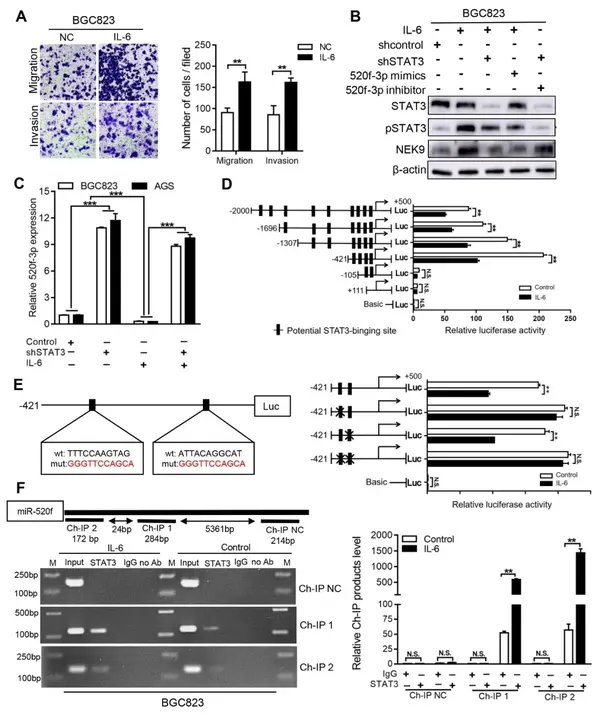 Theranostics:空军军医大学第一附属医院团队揭示NEK9在细胞骨架及胃癌转移中作用和机制 - 知乎